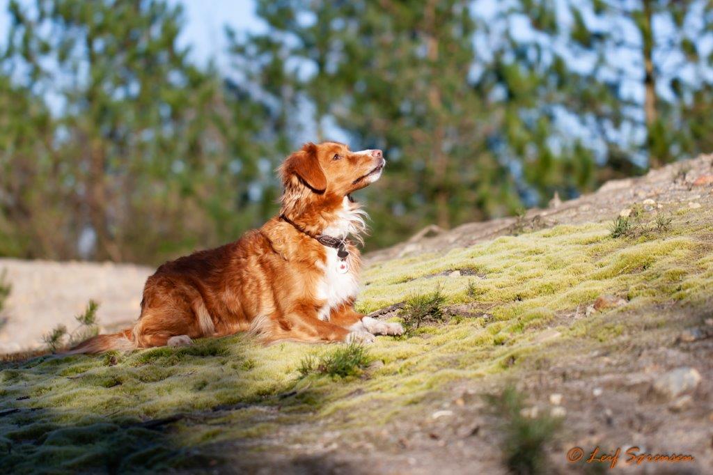 How to enter my foreign dog » Nova Scotia Duck Tolling Retriever Klub
