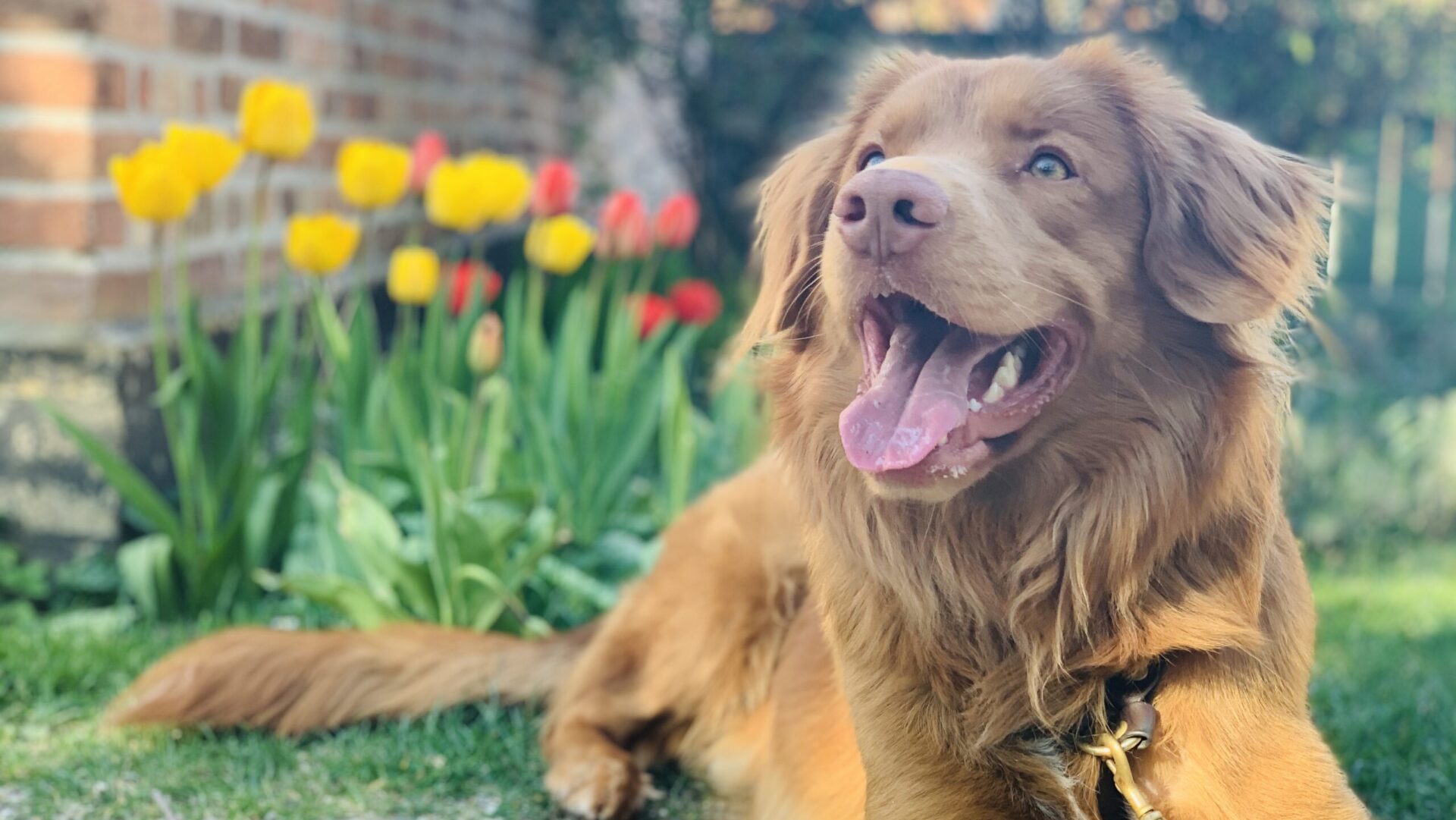  jenunders gelse Nova Scotia Duck Tolling Retriever Klub